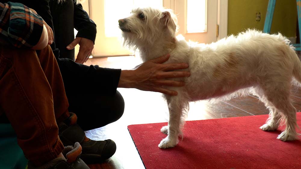 How to Teach Kids about Dog Body Language and Training | Behavioral Dog ...